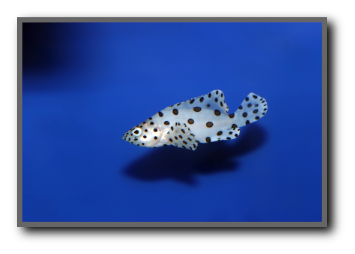 AquaticPro Solutions